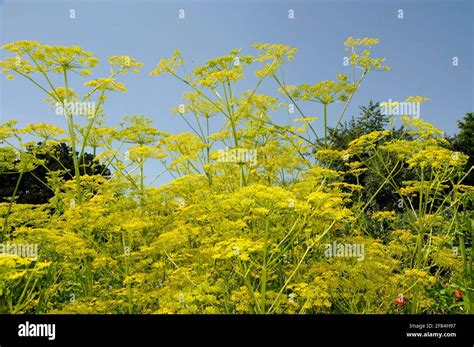 Wild Parsnip Parsnip Sativa Stock Photo Alamy