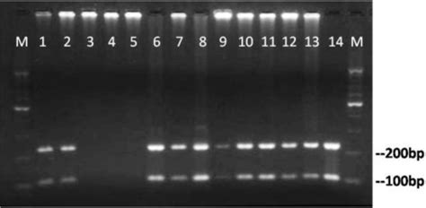 Agarose Gel Electrophoresis Of Nested Pcr Products After Digestion With