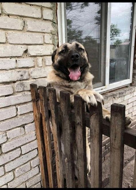 Помогите пристроить собаку в добрые руки 🙏 КОТ и ПЁС Помощь БЕЗДОМНЫМ животным КУРГАН