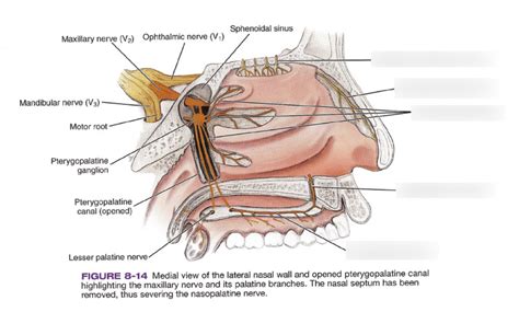 Trigeminal V2 Diagram Quizlet