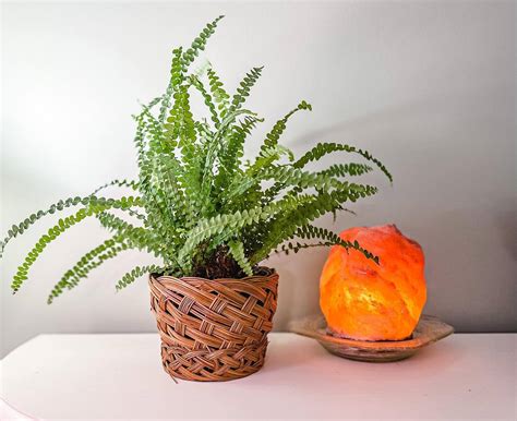 Lemon Button Fern Care A Comprehensive Guide ~ Rediscover360