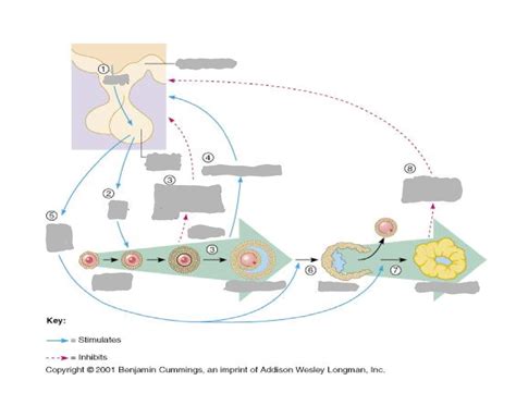 Hormone Cascade For Ovulation Quiz