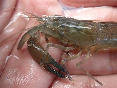 Macrobrachium Lepidactyloides De Man 1892