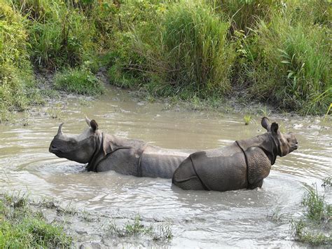 Despite Numerous Challenges Rhinos Are Thriving In Indias Jaldapara National Park