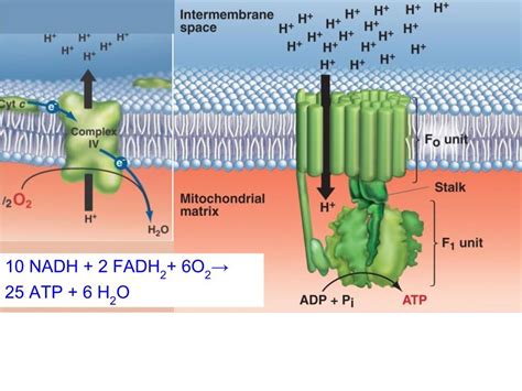 atp synthase diagram quizlet