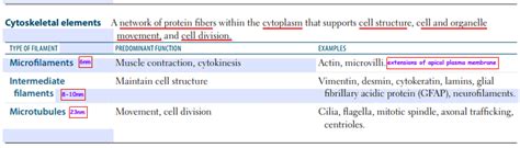 Cytoskeleton Diagram Quizlet