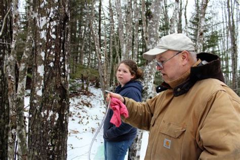 Sugaring Tapping Maple Trees Downeast Thunder Farm
