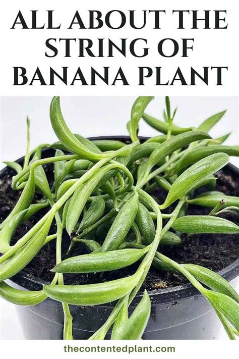 All About The String Of Banana Plant Artofit