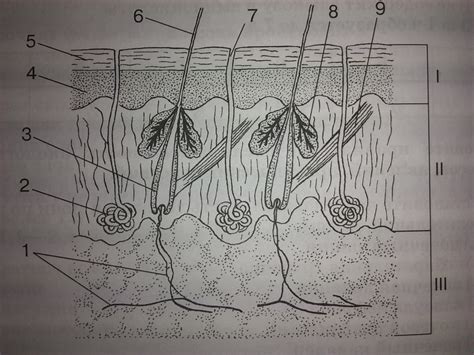 Рассмотрите рисунок Напишите названия слоев и структур кожи обозначенных цифрами см файл
