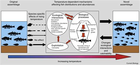 Novel Ecosystems Altering Fish Assemblages In Warming Waters Current