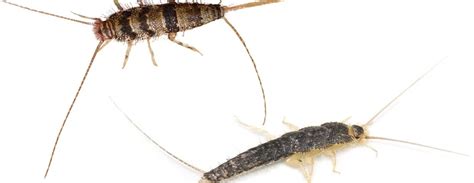 Firebrats Vs Silverfish Moxie Pest Control Termite Control And Local