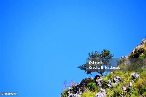 높은 산에 푸른 나무 식물이 자라고 맑고 푸른 하늘과 복사 공간이 있는 많은 바위 또는 돌 자연의 아름다움 자연 및 배경 0명에 대한 스톡 사진 및 기타 이미지 Istock
