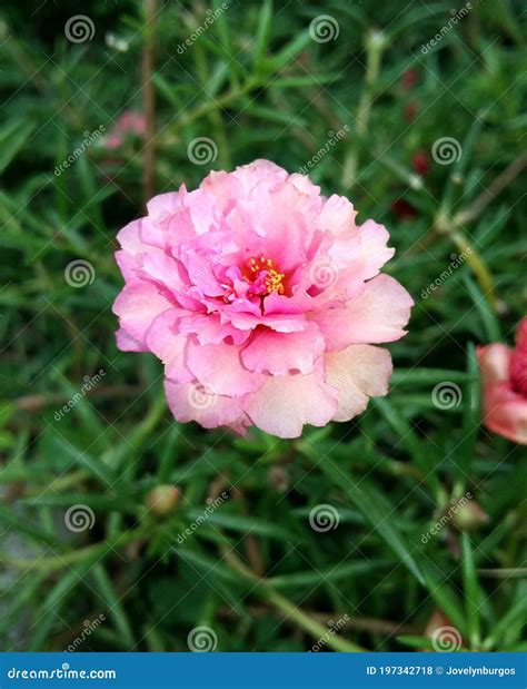 Portulaca Grandifloramoss Rosevietnam Rosemexican Rose Flower Stock