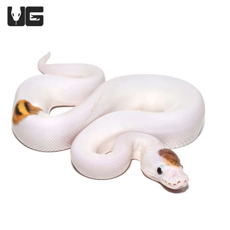 Pied Ball Python