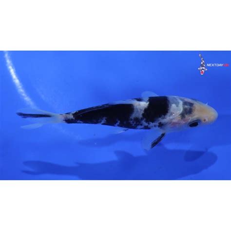 3 5” Imported Shiro Utsuri Next Day Koi