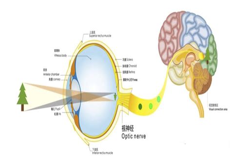 视觉训练对运动表现的益处 运动协调 湖南铂欣科技有限公司