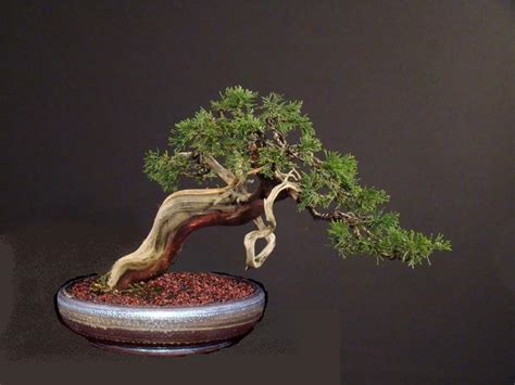 Small Juniperus Sabina 2010