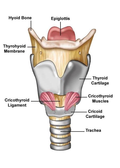Draw A Labelled Diagram Of Larynx And Explain Its Functions