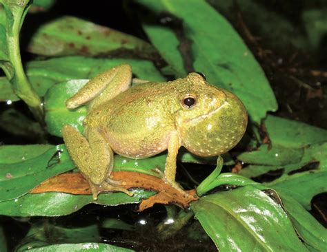 Northern Cricket Frog Virginia Dwr