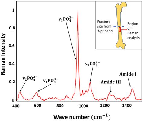 Example Raman Spectrum Of A Mouse Femur And Position Of The Raman Array Download Scientific