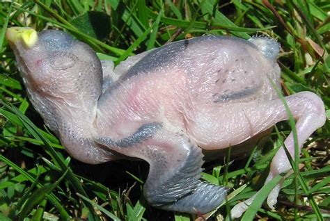 Can A Dog Get Sick From Eating A Dead Bird