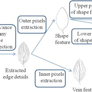 Flowchart Of Classification Of Leaf Images Using Morphological Features Download Scientific