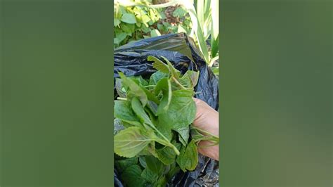 들깨잎 채취중 Youtube