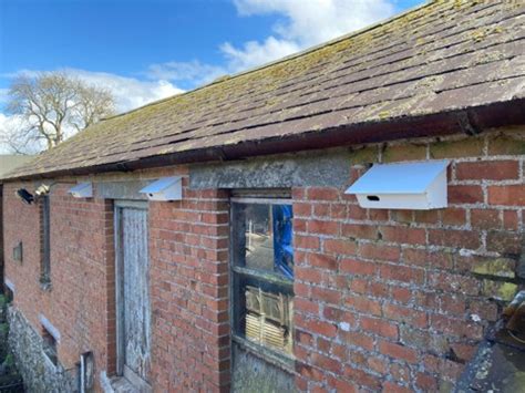 Swift Nest Box Night Antrim Local Group