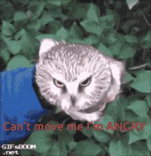 Crazy Owl  S Tenor