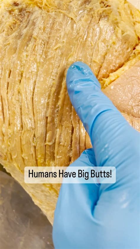 Why Humans Have Big Butts Instituteofhumananatomy Anatomy