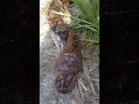 16 Foot Python Crushes Grandmother To Death Mob Avenges Her