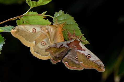 ヤママユガ科 Saturniidae