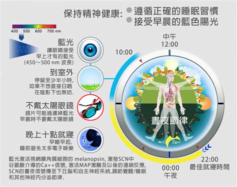 睡眠、失眠與晝夜節律