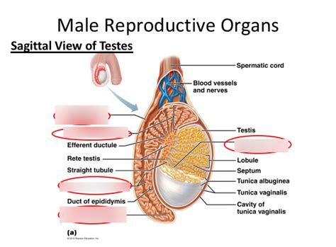 Male Diagram Quizlet