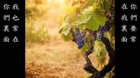 我是葡萄树 你们是枝子 I Am The Vine You Are The Branches Youtube