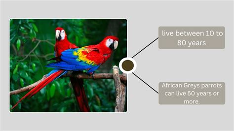 How Long Do Parrots Live Lifespan Factors And Species Comparison
