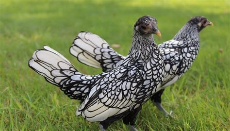 Miniature Chickens
