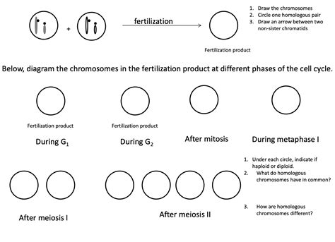 Fertilization Chromosomes