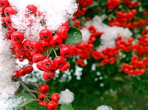 胡炳成火棘与白雪的生命眷恋