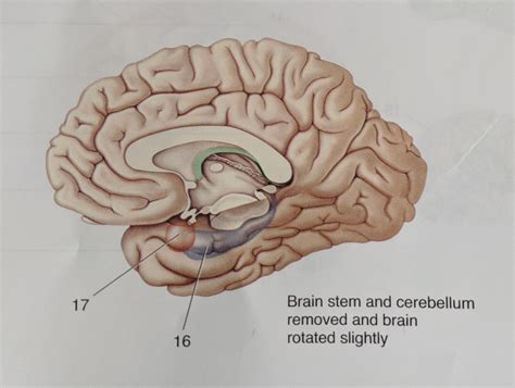Forebrain Structures 2 Diagram Quizlet