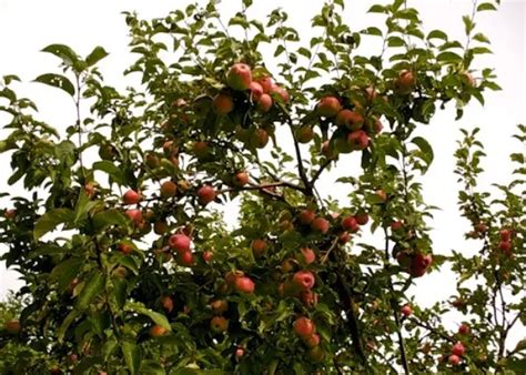 Description And Origin Of The Sinap Kandil Apple Variety Healthy Food Near Me