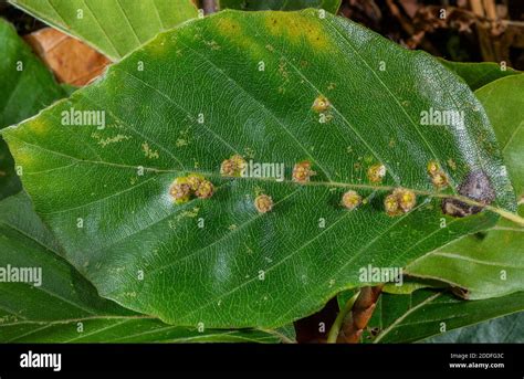 Galls Of Hairy Beech Gall Hartigiola Annulipes Caused By A Gall Midge On Beech Leaf Stock