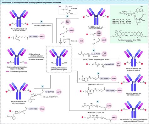Antibodies Conjugated Proteins At Sheila Cline Blog