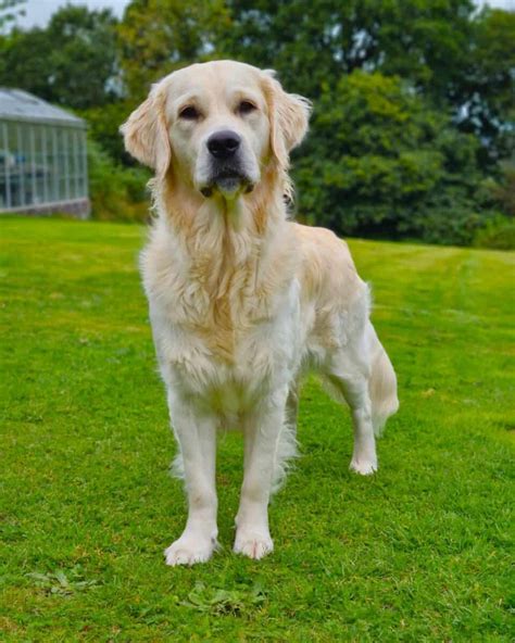 9 Different Types Of Golden Retrievers With Pictures