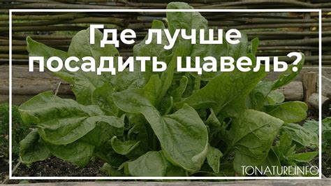 Как правильно выбрать щавель