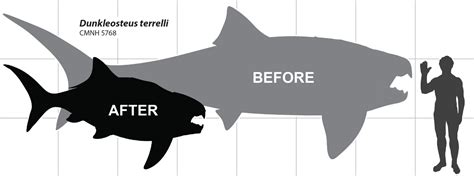 Dunkleosteus Size Comparison To Megalodon