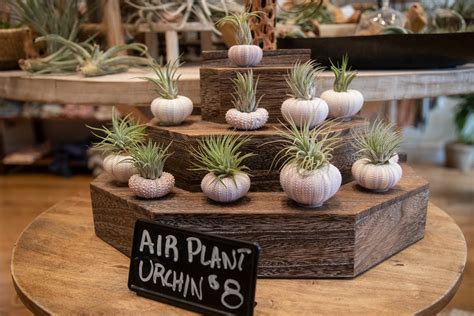 Air Plants How To Care For Them Keep Them Alive Dos And Donts