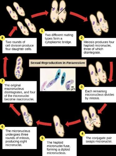 Bio Quiz Chpt 23 Flashcards Quizlet