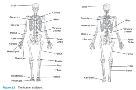 The Skeletal System Lesson TQA Explorer