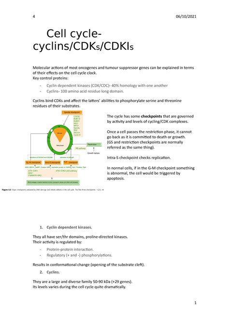 Cell Cycle CDKS Cell Cycle Cyclins CDKs CDKIs Molecular Actions Of Most Oncogenes And